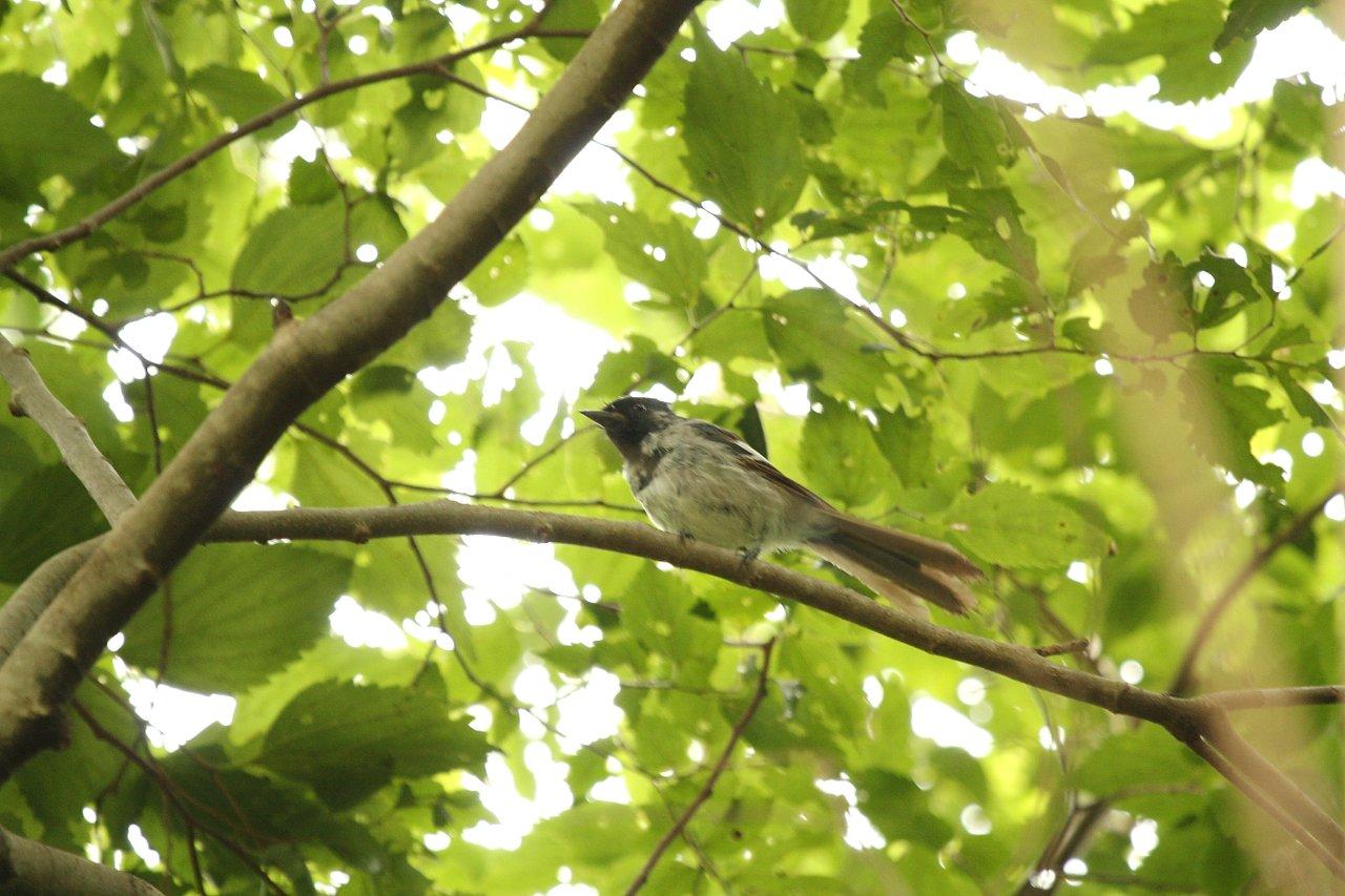 Blue-mantled Crested-Flycatcher – BirdLife eThekwini KZN