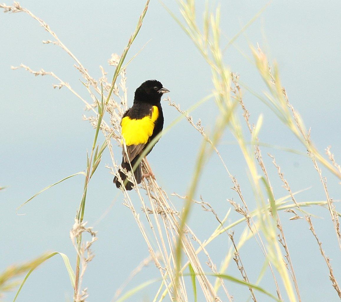 Yellow Bishop – BirdLife eThekwini KZN