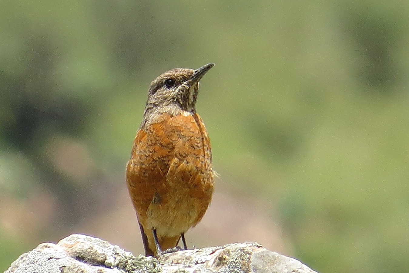 Cape Rock-Thrush – female, Mahai – BirdLife eThekwini KZN