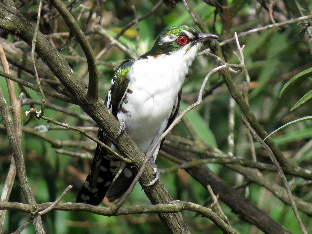 Diedrick’s Cuckoo – Frank Kihn – BirdLife eThekwini KZN