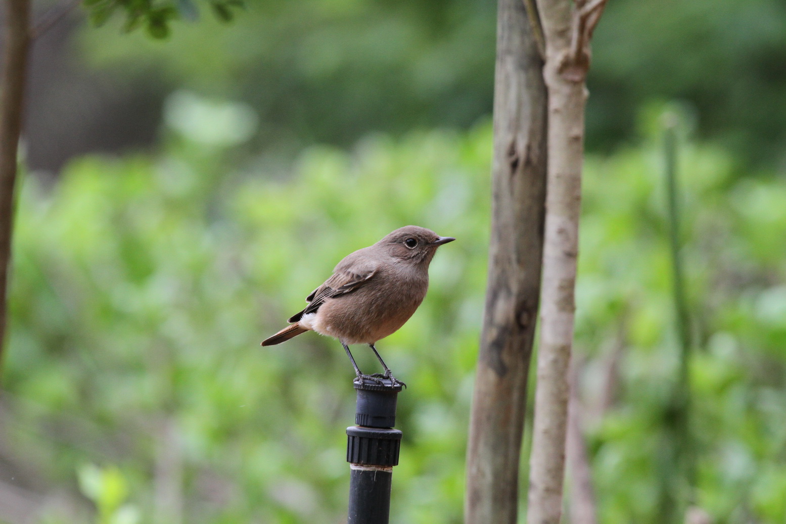Familiar Chat – BirdLife eThekwini KZN