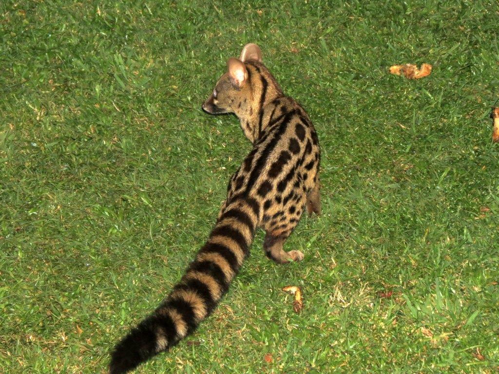 Greater Spotted Genet – BirdLife eThekwini KZN