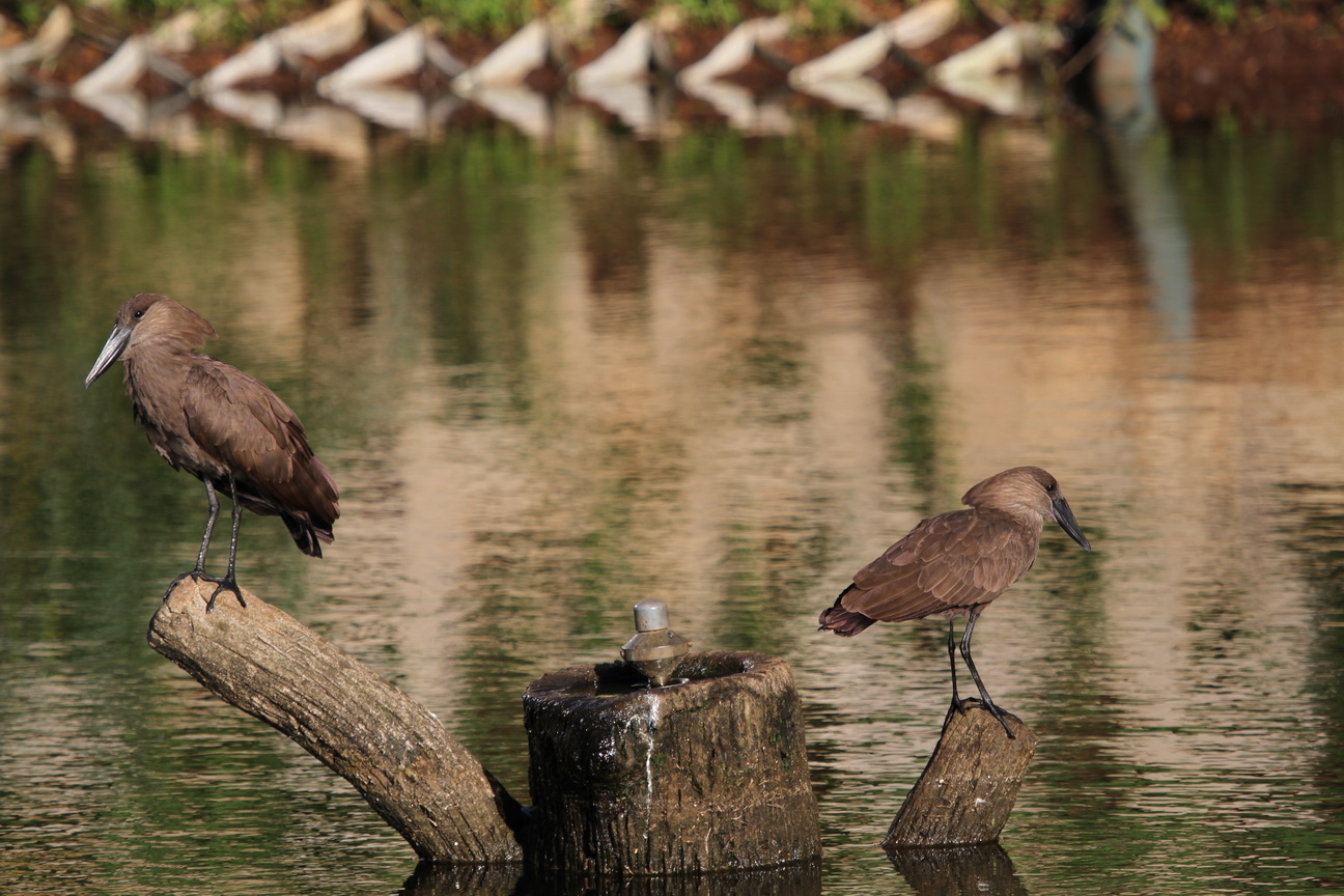 Hammerkops – BirdLife eThekwini KZN