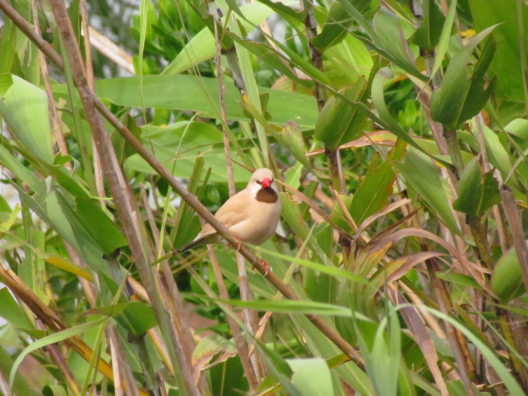 Long-tailed Finch – BirdLife eThekwini KZN