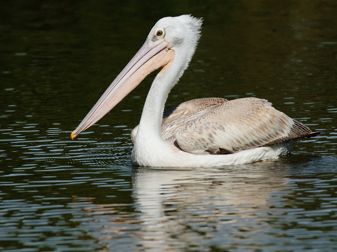 Pink-backed Pelican – Di Wayne – BirdLife eThekwini KZN