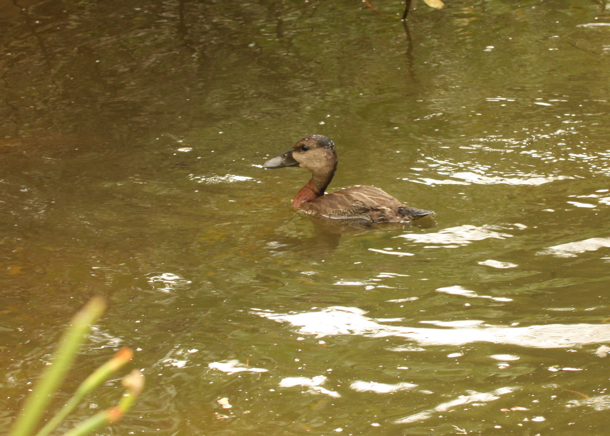 White-faced Duck – juvenile – BirdLife eThekwini KZN