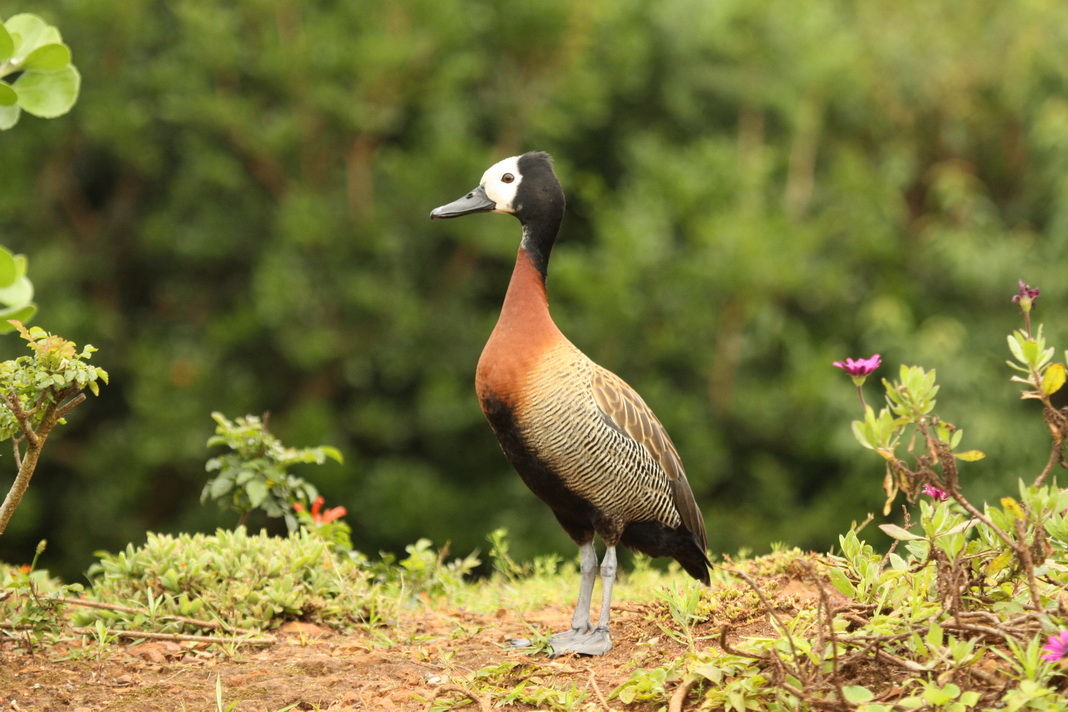 White-faced Duck – BirdLife eThekwini KZN