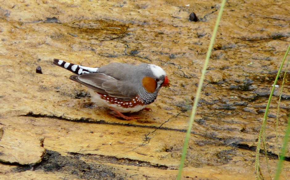 Zebra Finch – BirdLife eThekwini KZN
