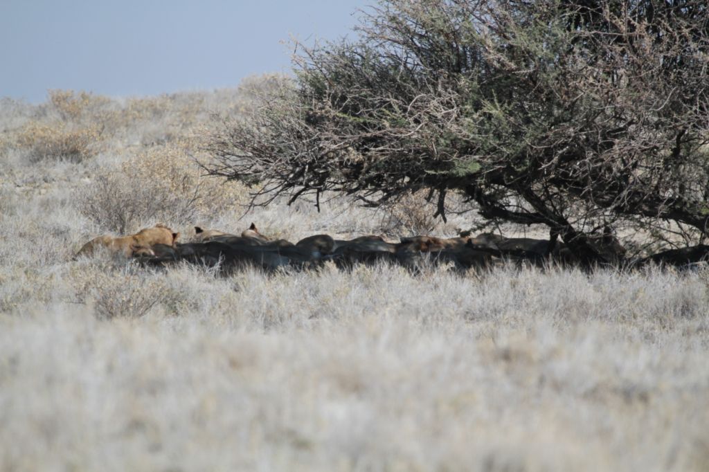 Larking About in Namibia. Part 2. – BirdLife eThekwini KZN