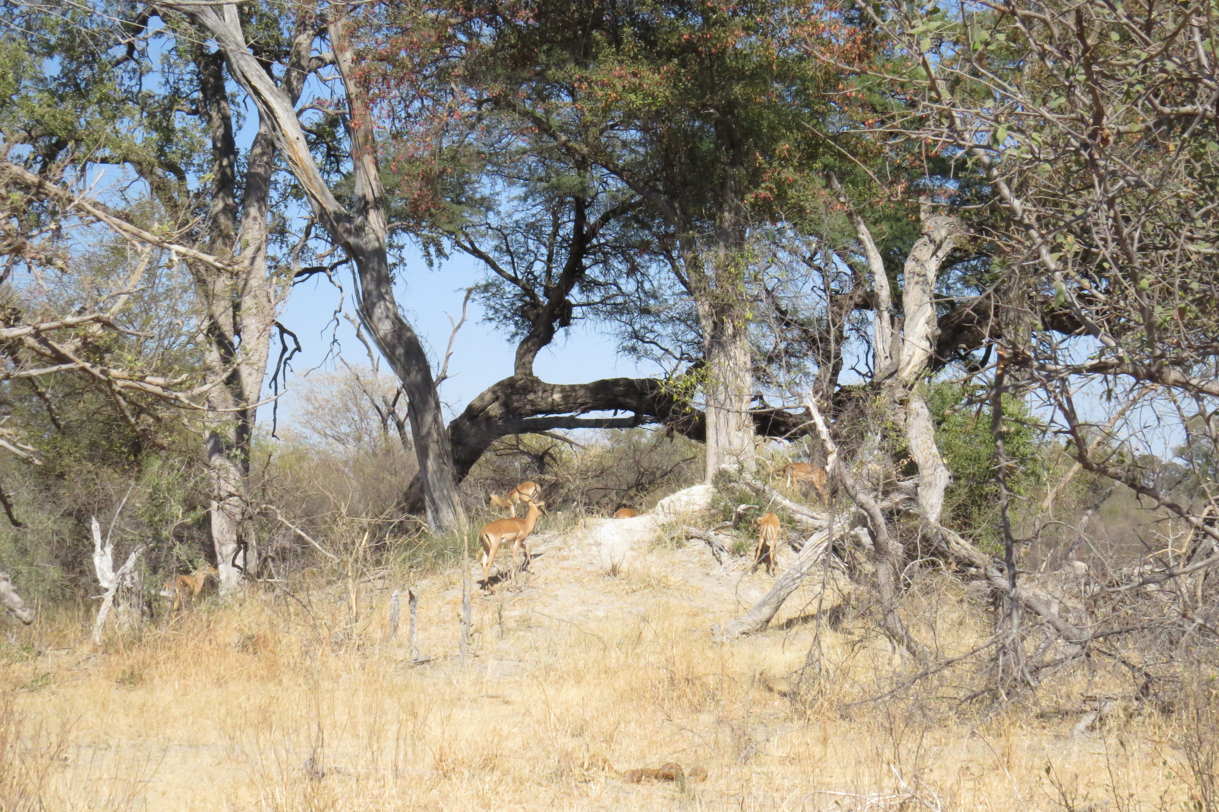 Larking About in Namibia. Divundu, Nunda Camp, Mahango and Buffalo Game ...