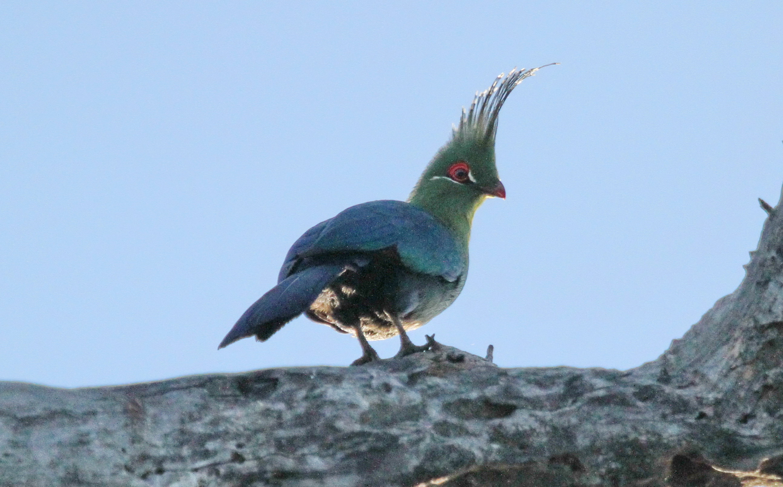 Katima Mulilo 023ee – BirdLife eThekwini KZN
