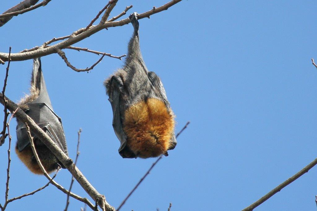 Fox Bats, Bendigo – BirdLife eThekwini KZN