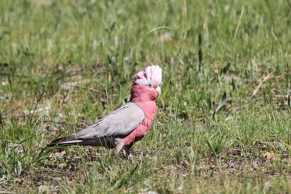 Common birds of Bendigo, Victoria – Australia – BirdLife eThekwini KZN