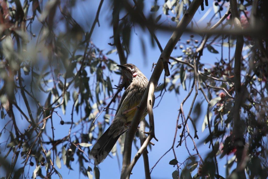Common birds of Bendigo, Victoria – Australia – BirdLife eThekwini KZN