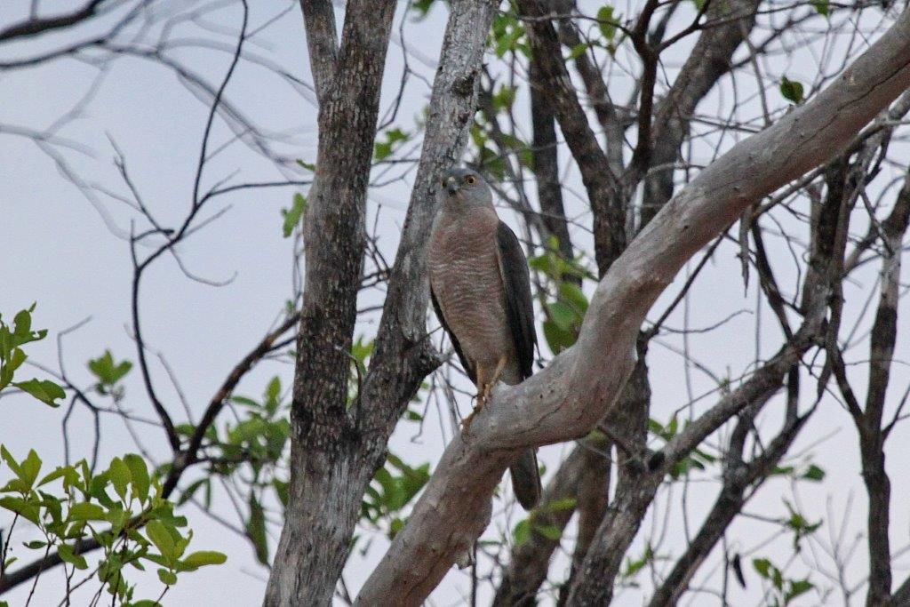 Collared Sparrowhawk, Ferguson River – BirdLife eThekwini KZN