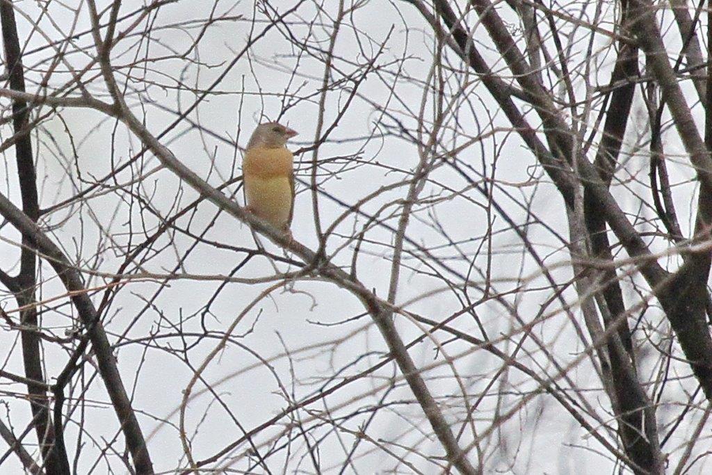 Goudian Finch, Ferguson River – BirdLife eThekwini KZN