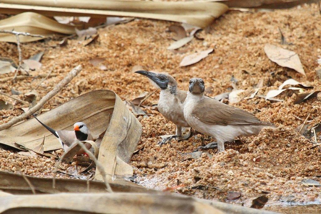 Little Friarbirds & Long-tailed Finch, Ferguson River – BirdLife ...