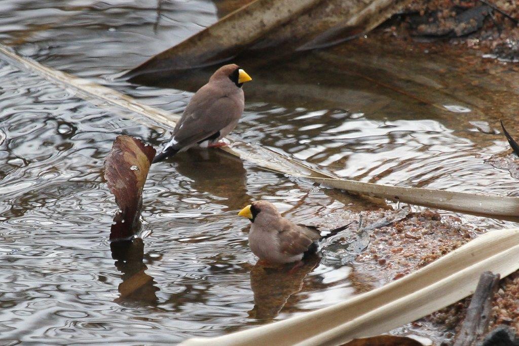 Masked Finches, Ferguson River – BirdLife eThekwini KZN
