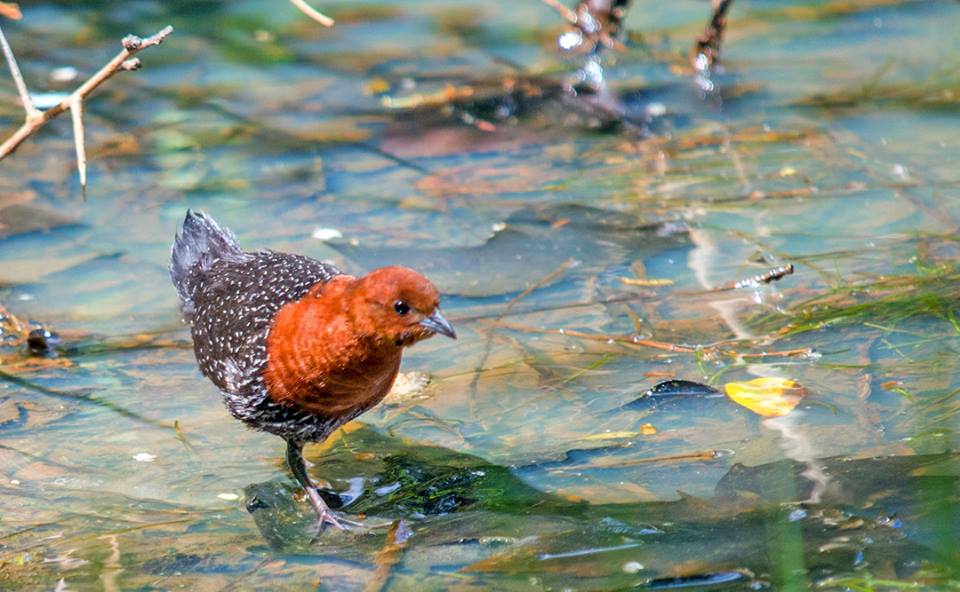 Red chested Flufftail – BirdLife eThekwini KZN