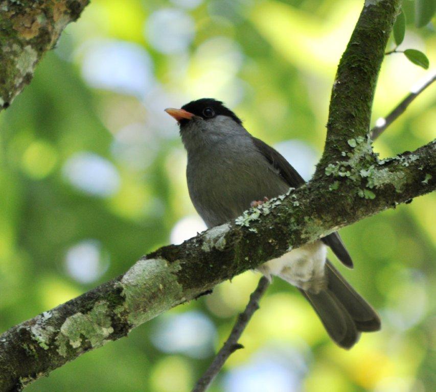 Bush Blackcap (Lioptilus nigricapillus) DSC_2903 – BirdLife eThekwini KZN