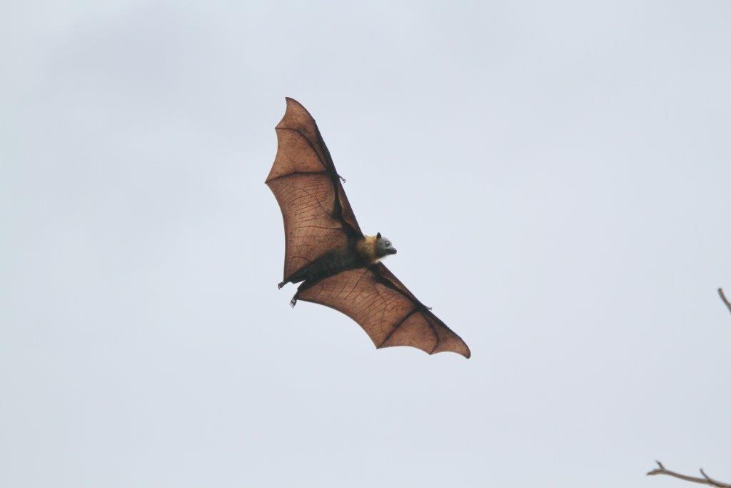 Fox Bat, Yarra Bend – BirdLife eThekwini KZN