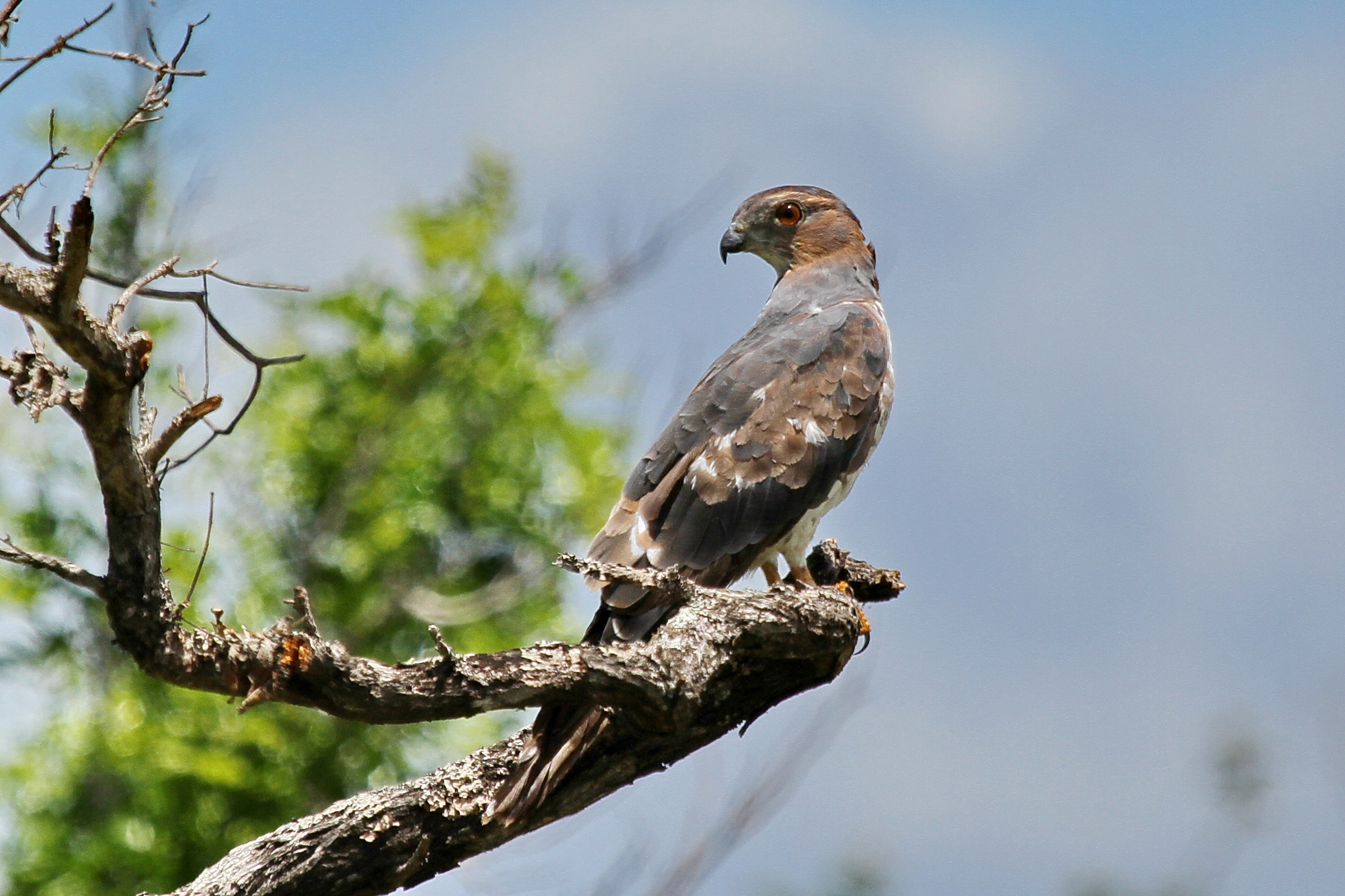 African Cuckoo-Hawk – immature at Tembe 1 – BirdLife eThekwini KZN