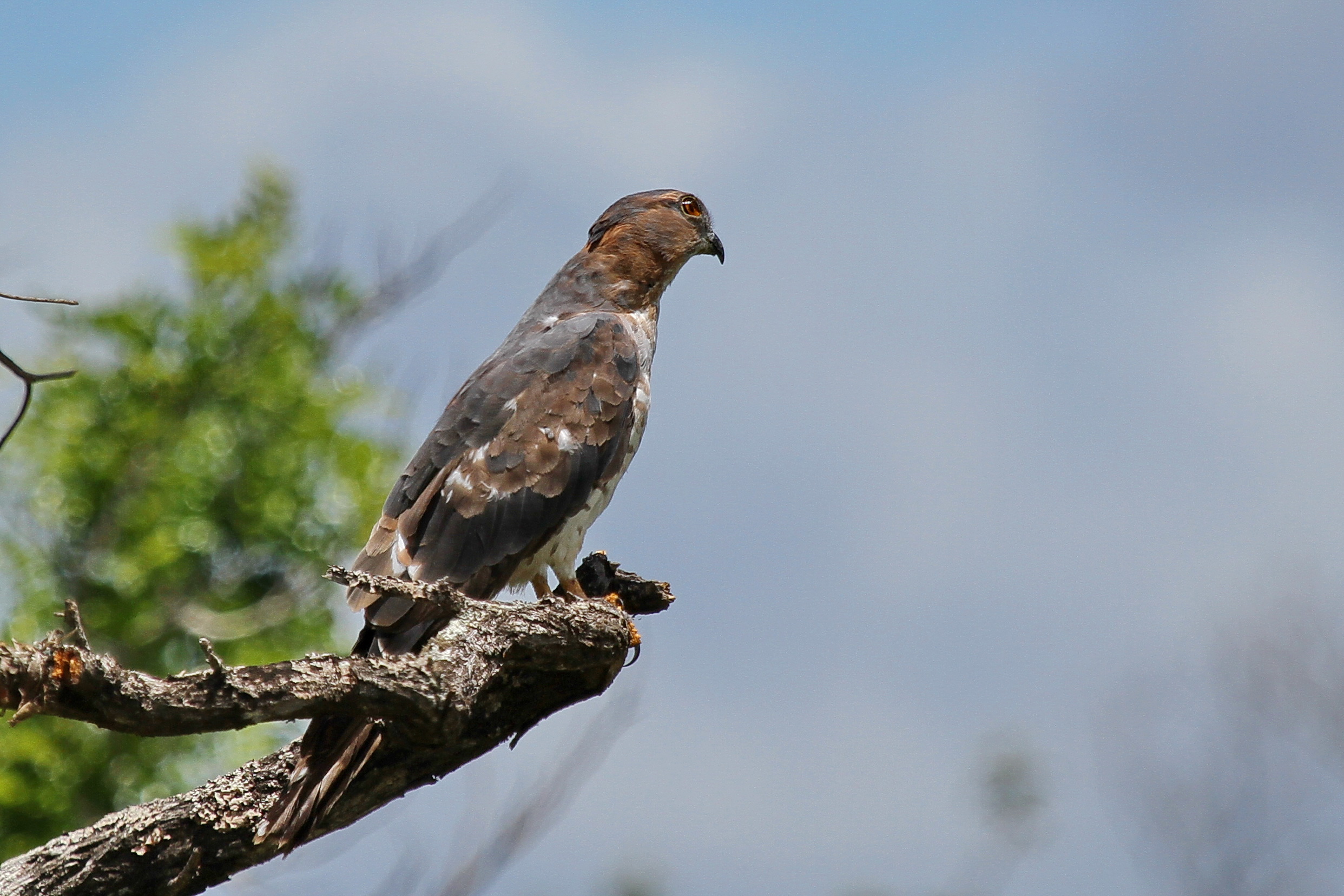 African Cuckoo-Hawk – immature at Tembe 2 – BirdLife eThekwini KZN