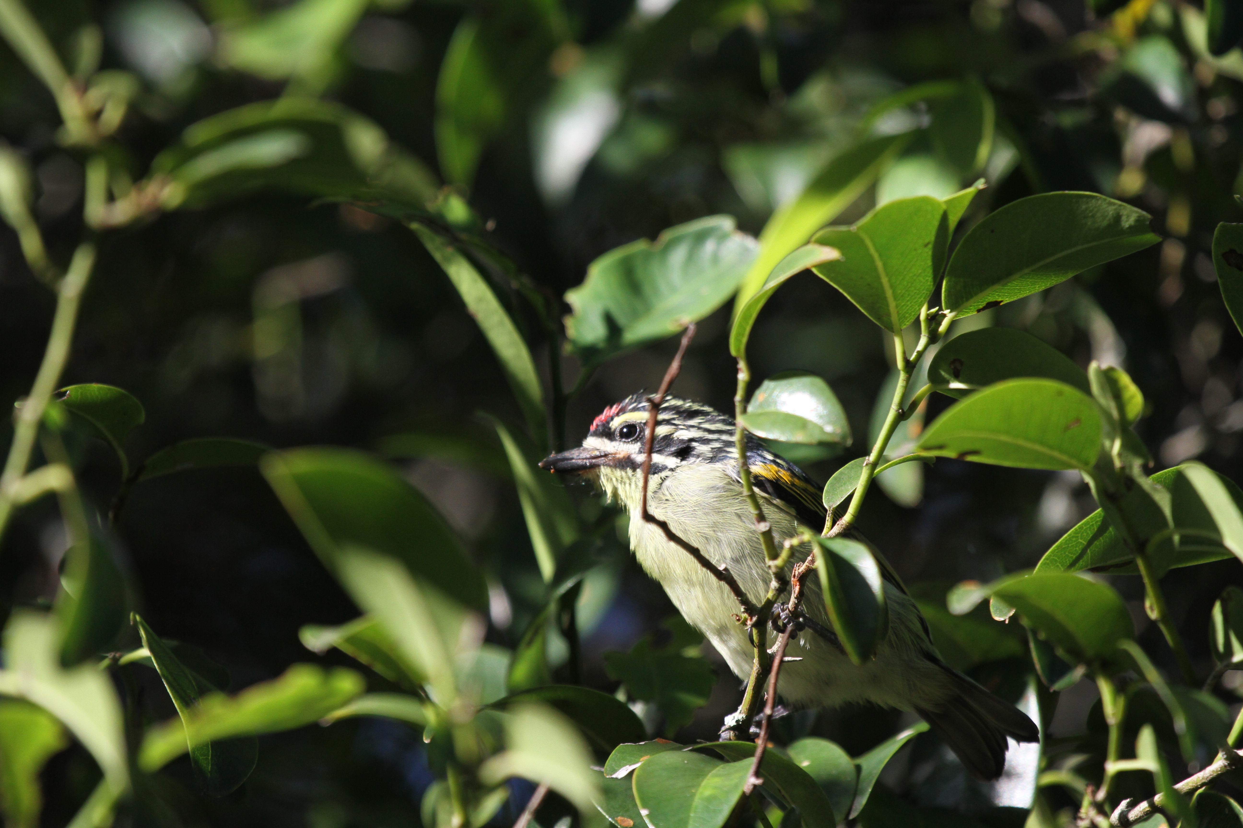 Red-fronted Tinkerbird, Bonamanzi (2) – BirdLife eThekwini KZN