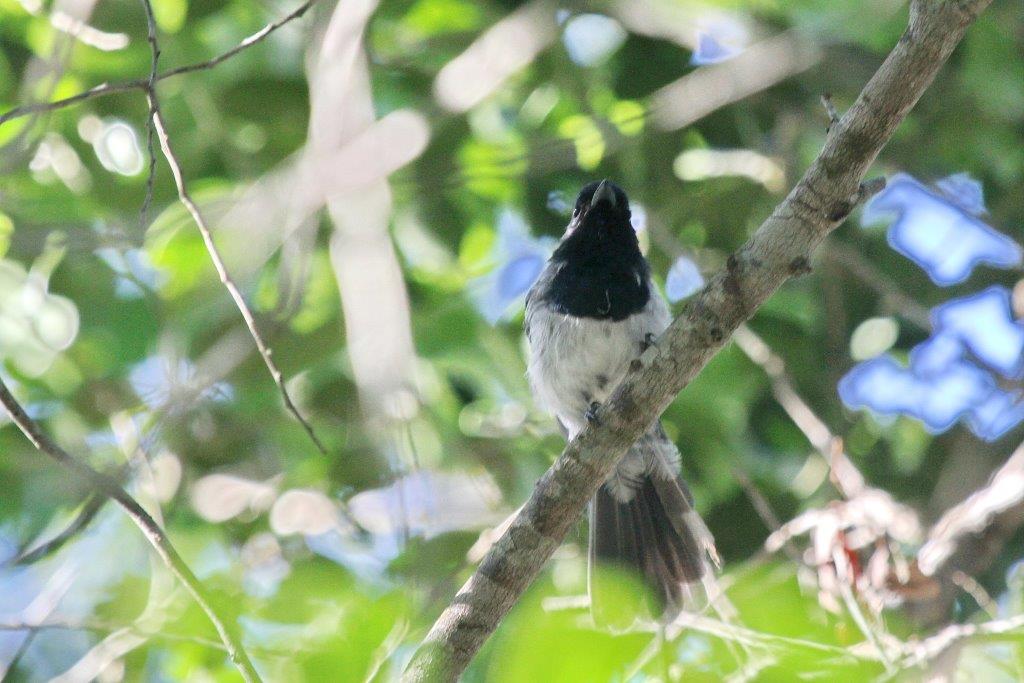 Blue-mantled Crested-Flycatcher, Khangela Lodge – BirdLife eThekwini KZN