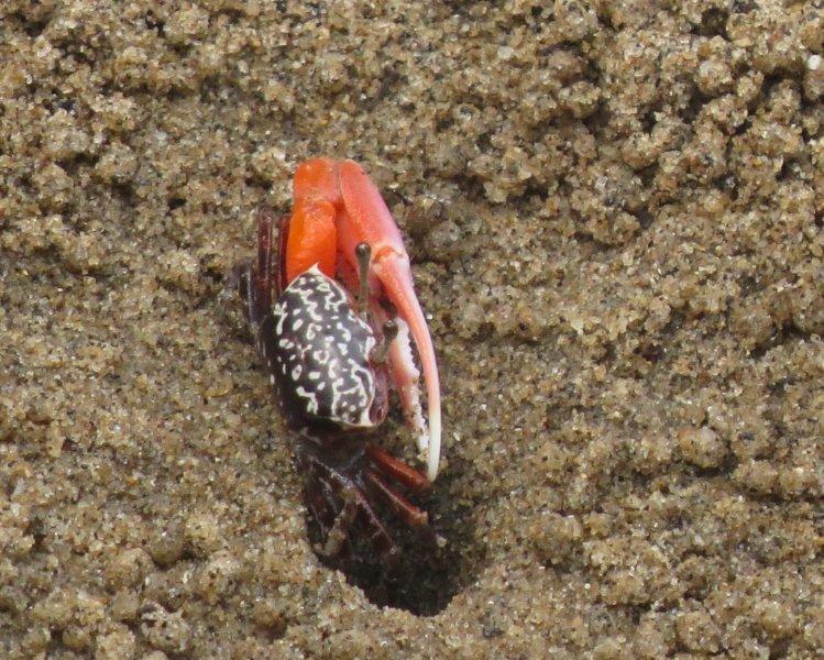 crab in mangrove forest – BirdLife eThekwini KZN