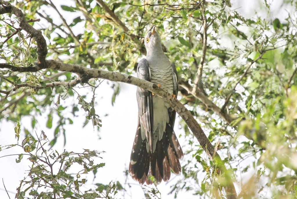 Common or African Cuckoo? – BirdLife eThekwini KZN