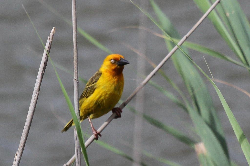 Cape Weaver – BirdLife eThekwini KZN
