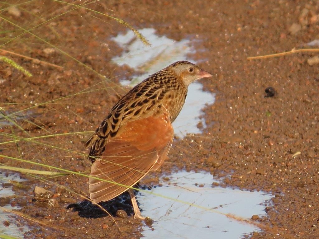 Corn Crake giving us a clue to his ID!! – BirdLife eThekwini KZN