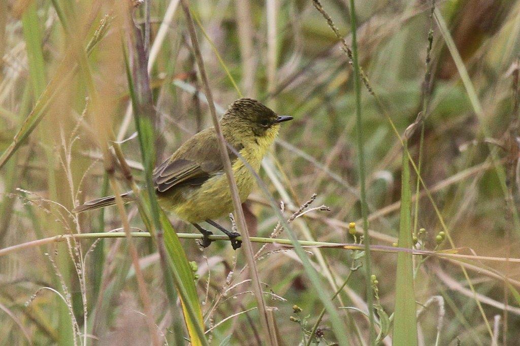 Dark-capped Yellow-Warbler – BirdLife eThekwini KZN