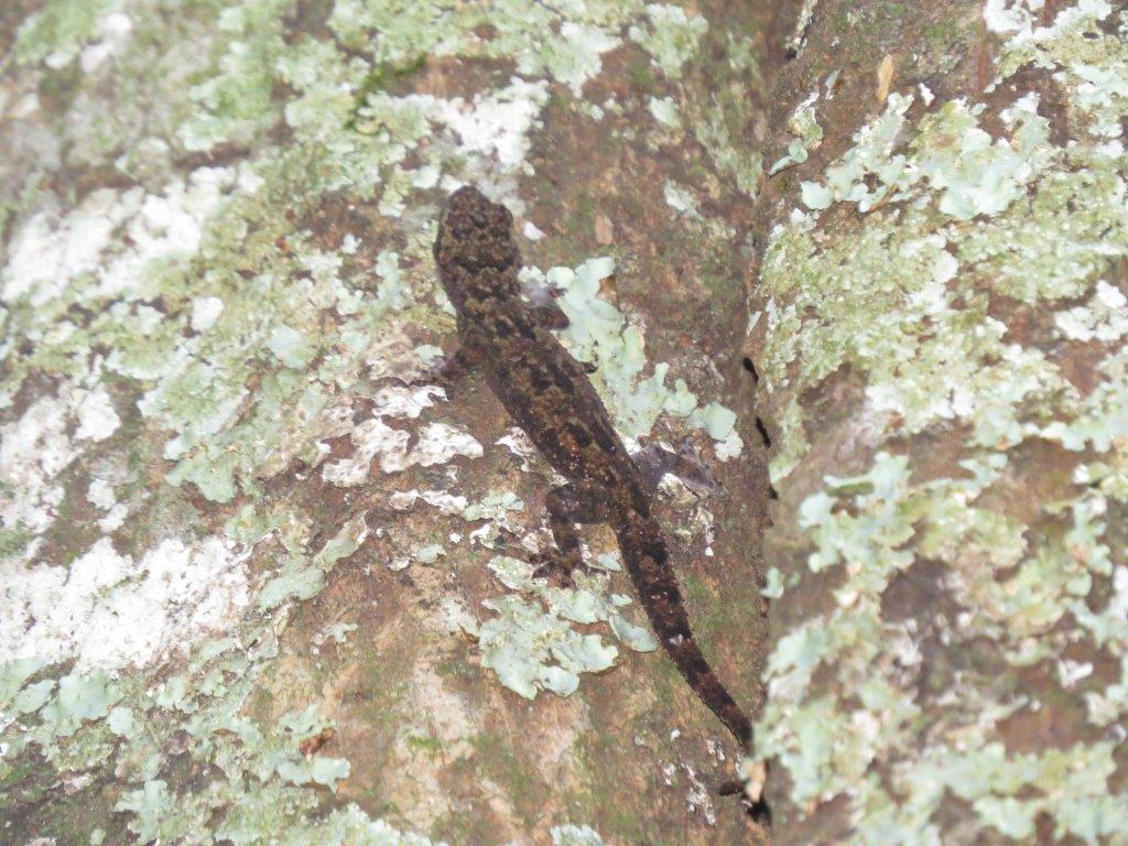 tree gecko – BirdLife eThekwini KZN