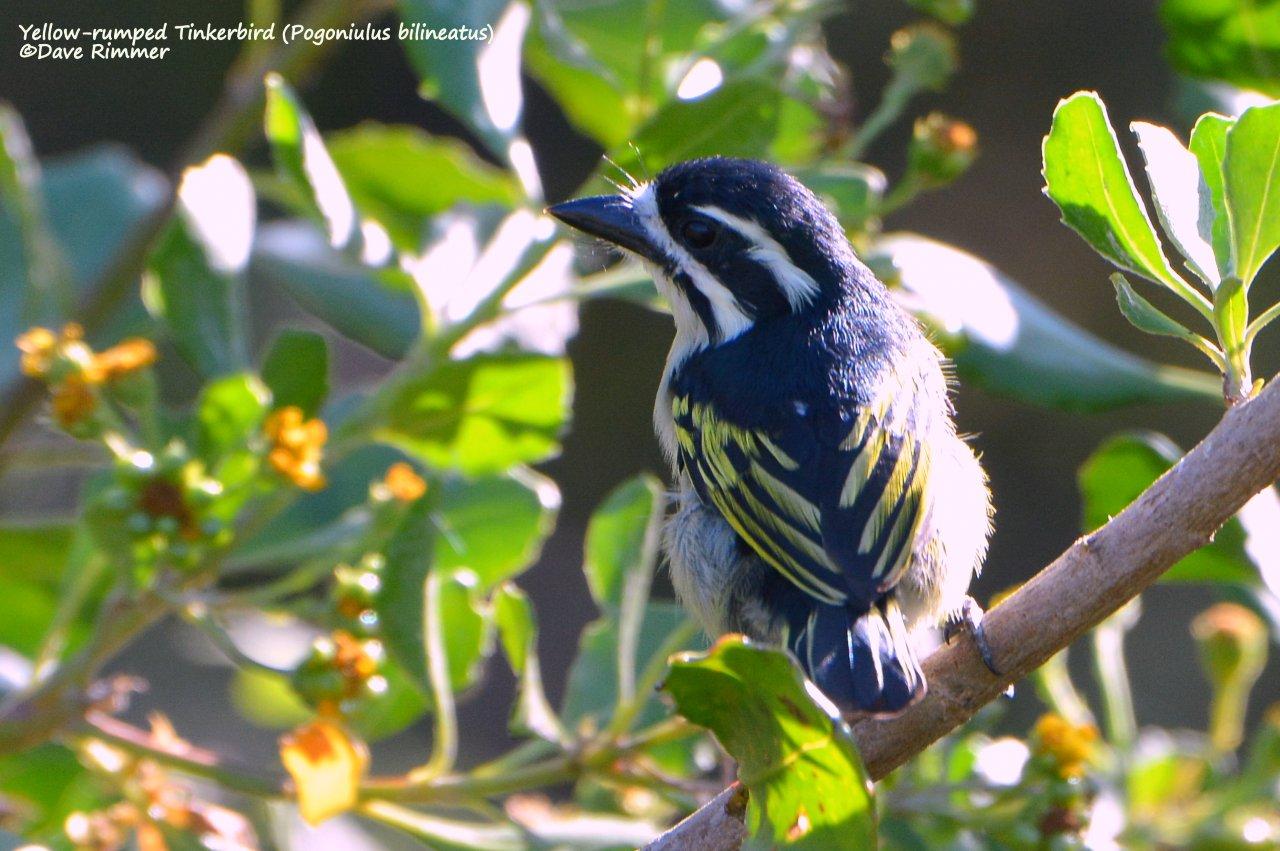 Yellow-rumped Tinkerbird (Pogoniulus bilineatus) D71_3666 – BirdLife ...