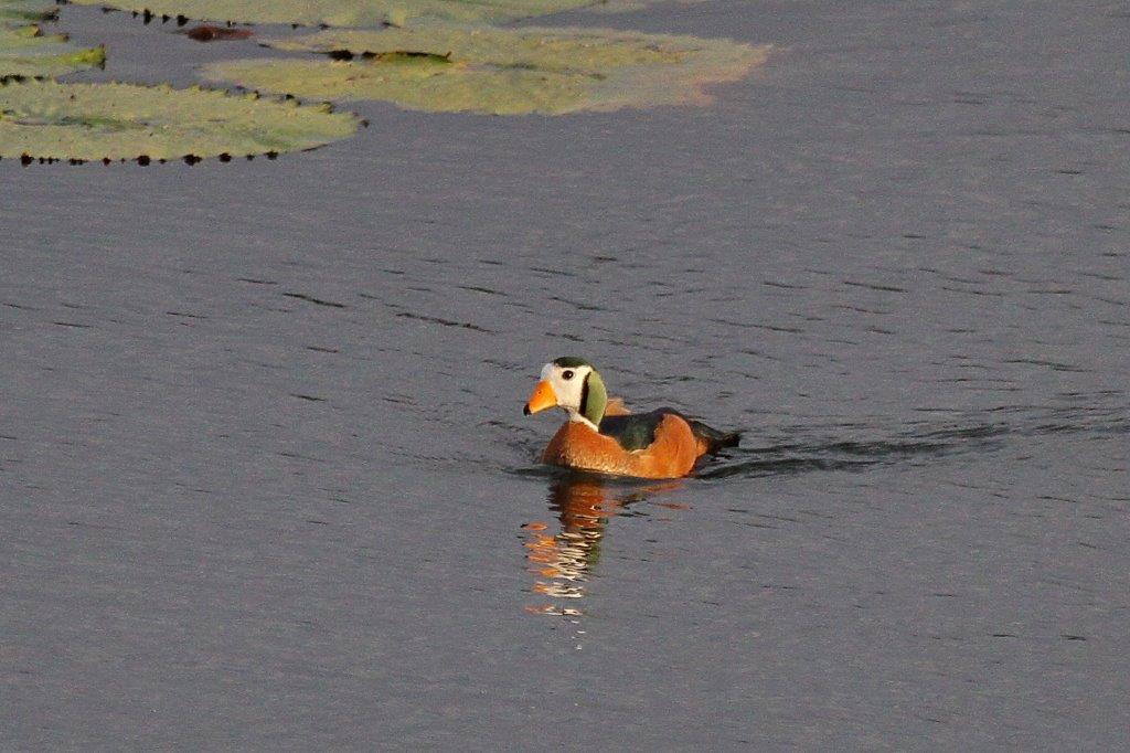 African Pygmy-Goose – BirdLife eThekwini KZN