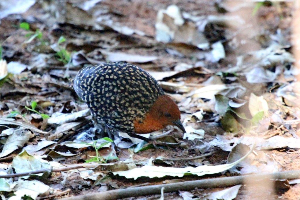Buff-spotted Flufftail 1 – BirdLife eThekwini KZN