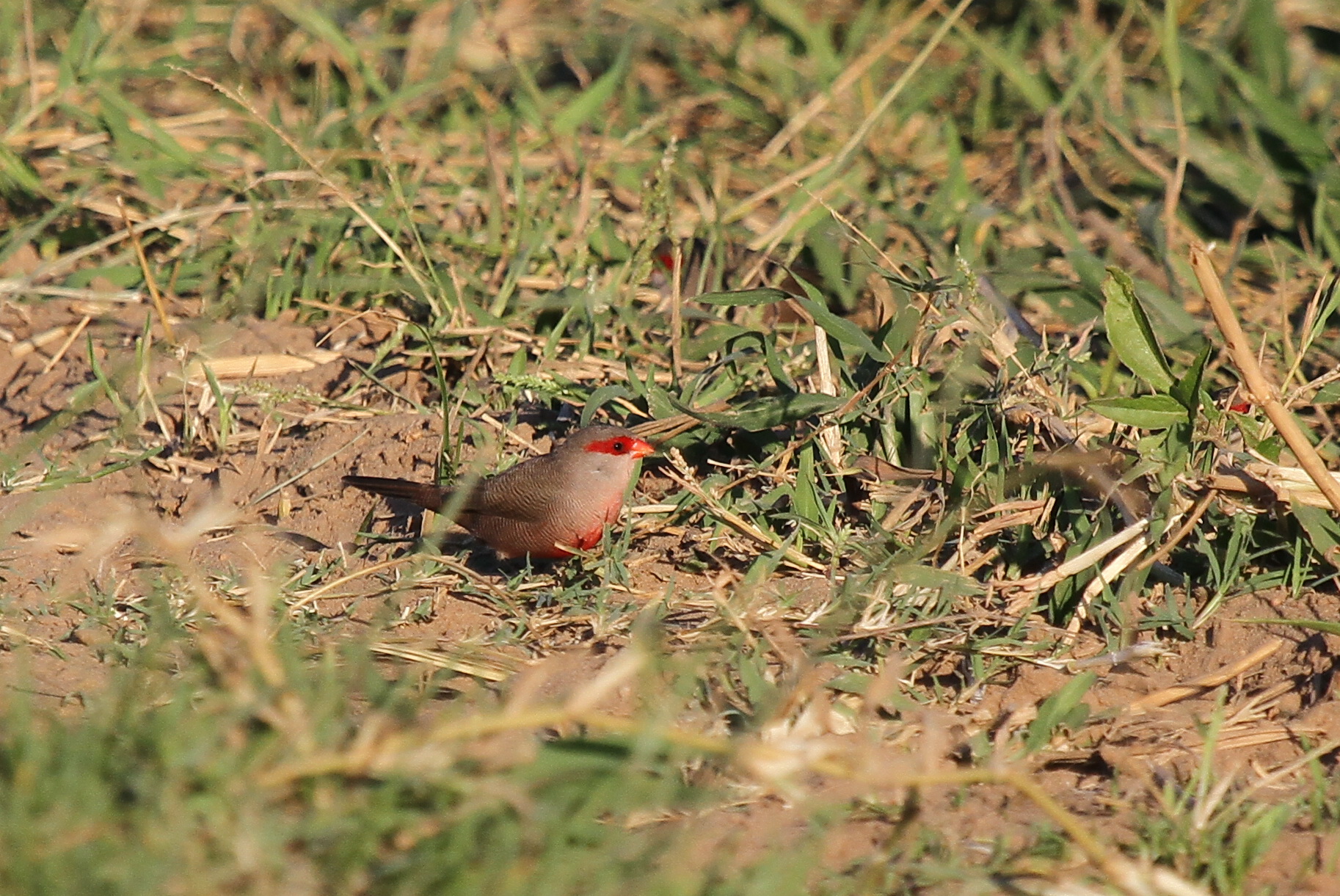 Common Waxbill – BirdLife eThekwini KZN