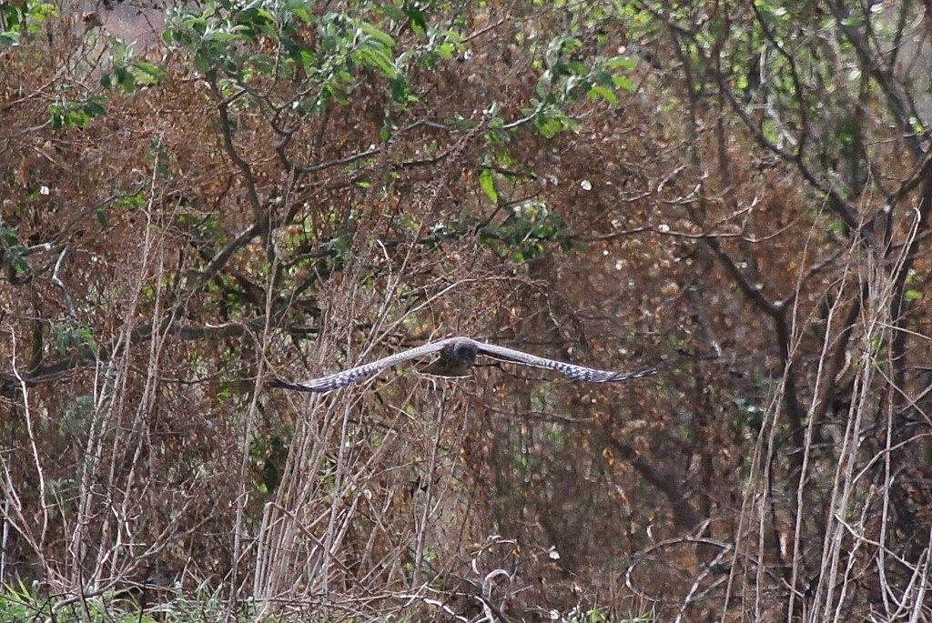 African Marsh Harrier 5 – BirdLife eThekwini KZN