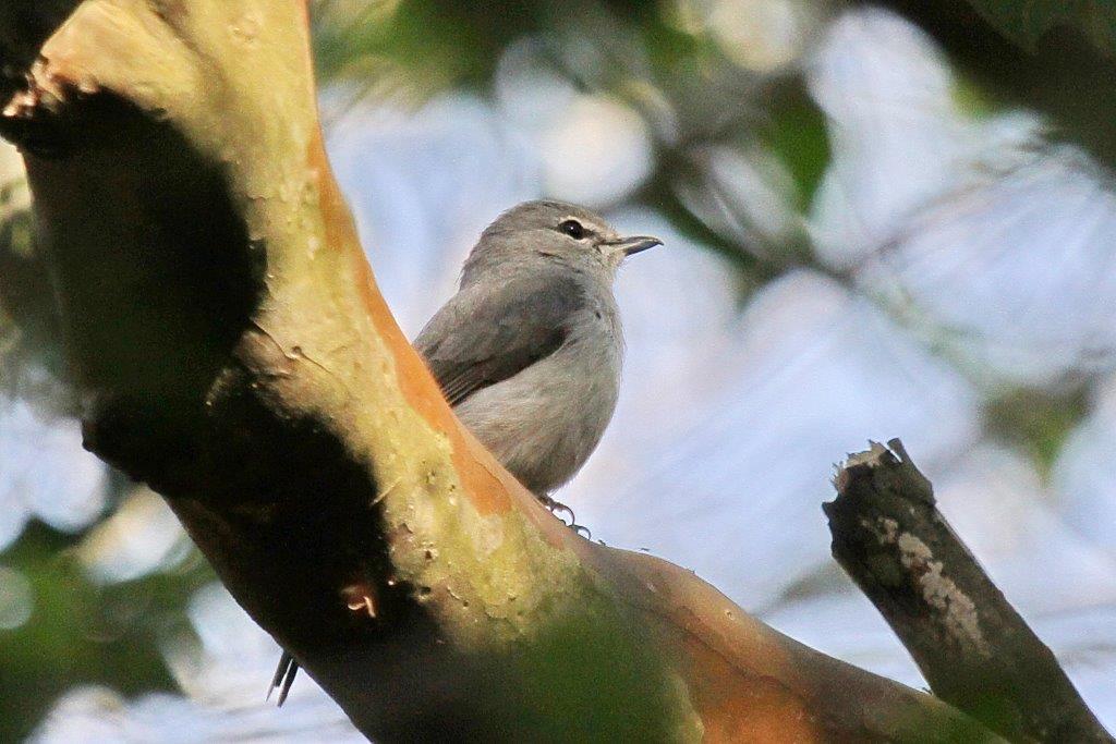 Ashy Flycatcher – BirdLife eThekwini KZN