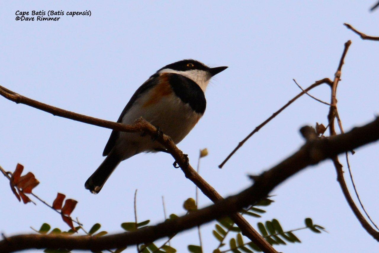 Cape Batis (Batis capensis)_D715504 – BirdLife eThekwini KZN