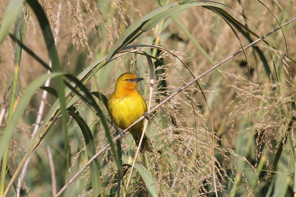 Spectacled Weaver – BirdLife eThekwini KZN