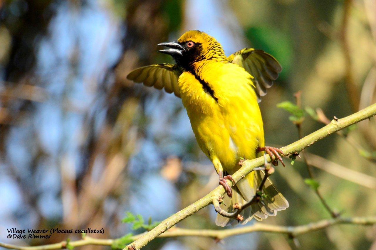 Village Weaver (Ploceus cucullatus)_D715535 – BirdLife eThekwini KZN