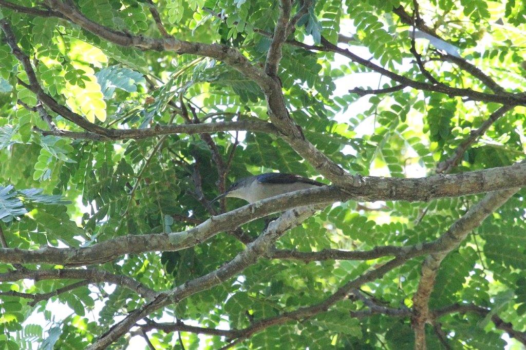 Grey Sunbird – BirdLife eThekwini KZN
