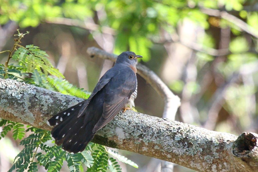 Red-chested Cuckoo 2 – BirdLife eThekwini KZN