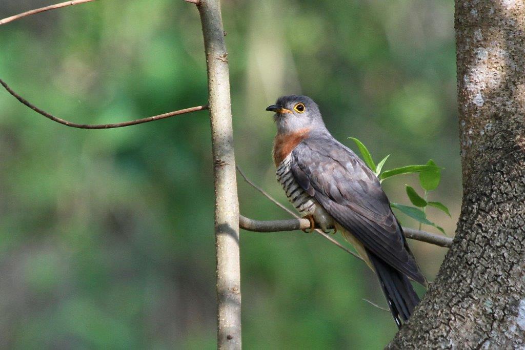 Red-chested Cuckoo 4 – BirdLife eThekwini KZN