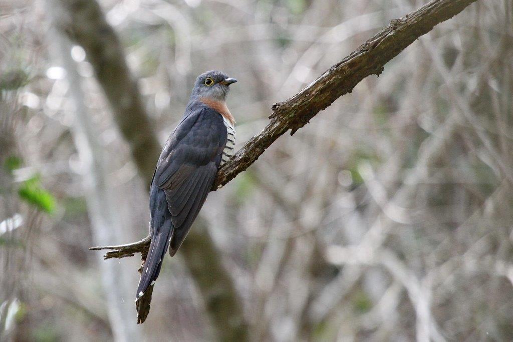 Red-chested Cuckoo 7 – BirdLife eThekwini KZN