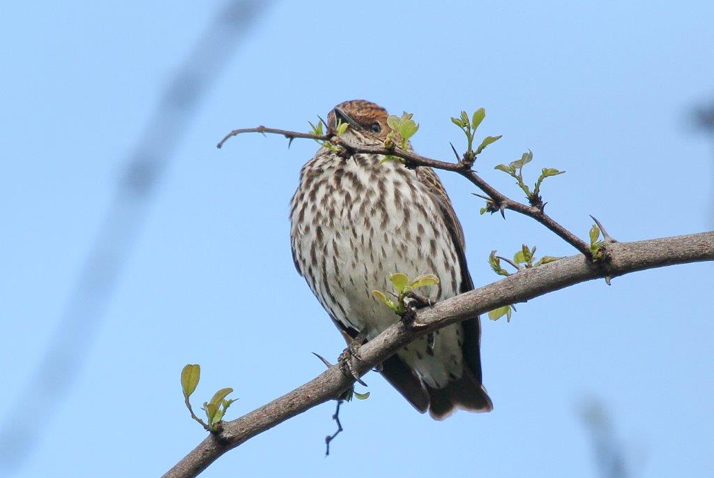 African Broadbill – BirdLife eThekwini KZN