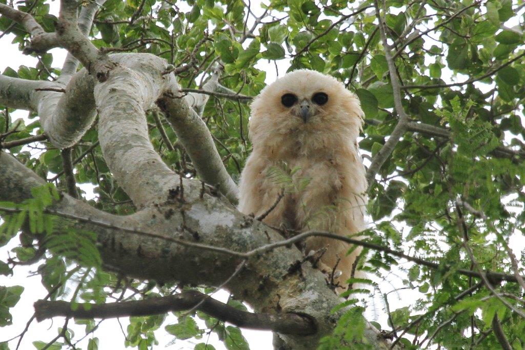 Pel’s Fishing-Owl 4 – BirdLife eThekwini KZN